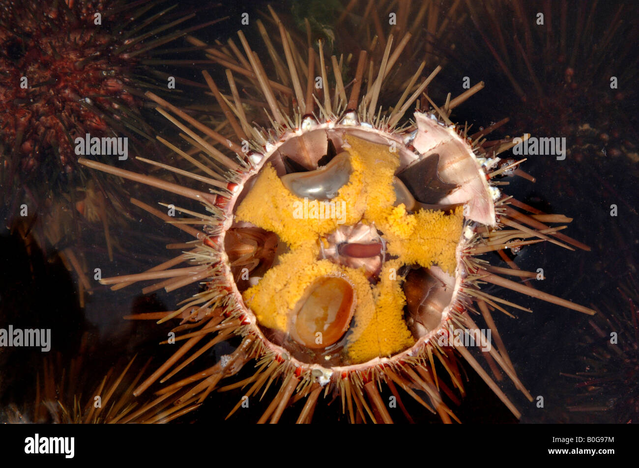 Live sea urchin hai dan for sale as food with test cut open to show ...