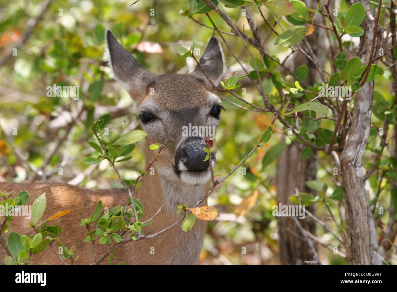Key Deer Sign High Resolution Stock Photography and Images - Alamy