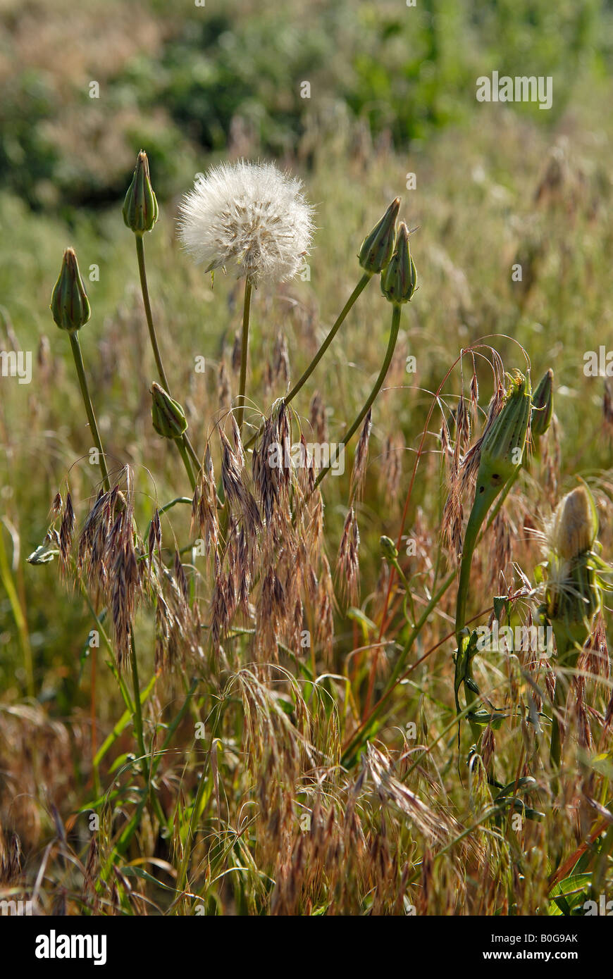 Fluffy seeds in air hi-res stock photography and images - Alamy