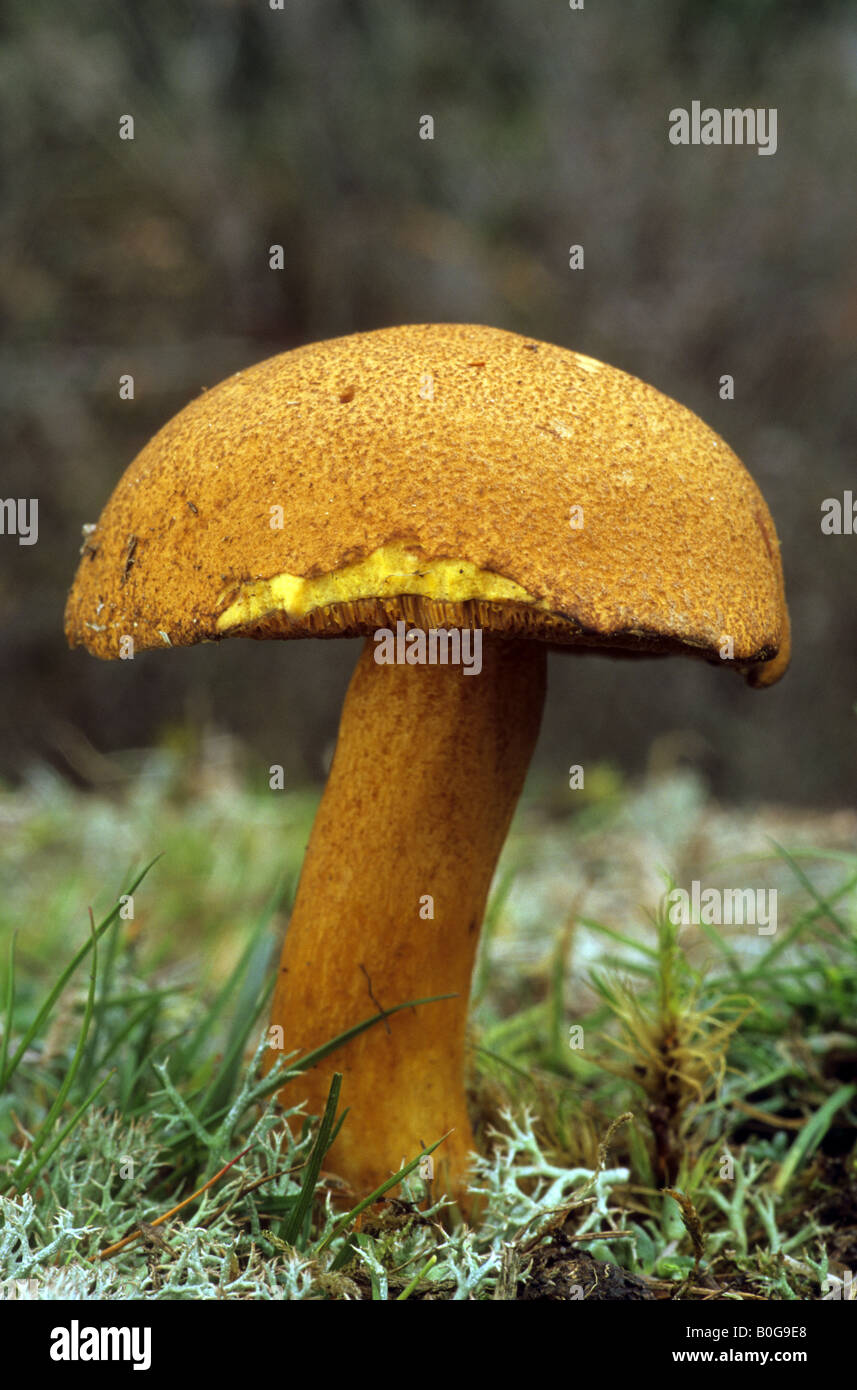 cow bolete Suillus variegatus Stock Photo - Alamy
