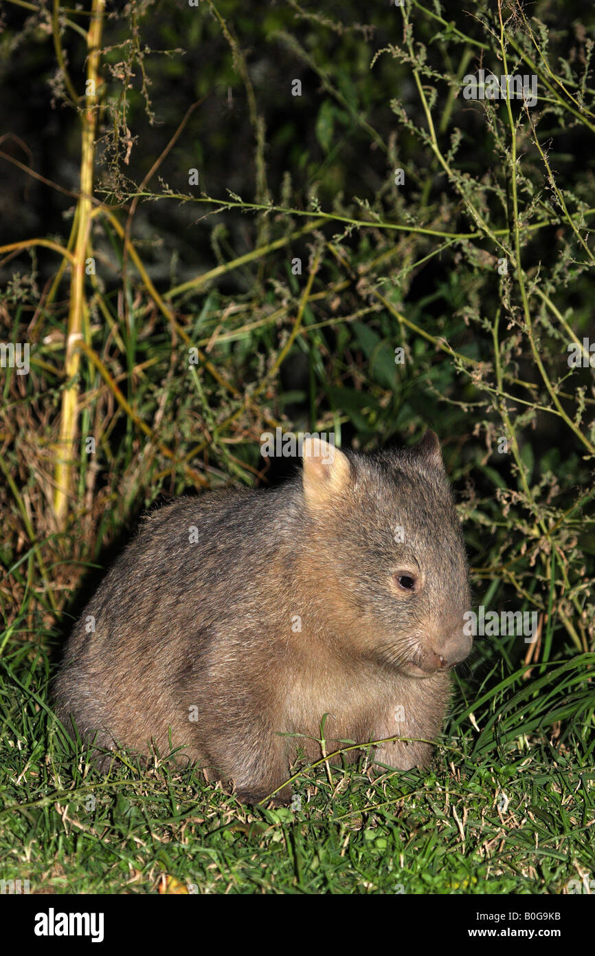Young wombat hi-res stock photography and images - Alamy