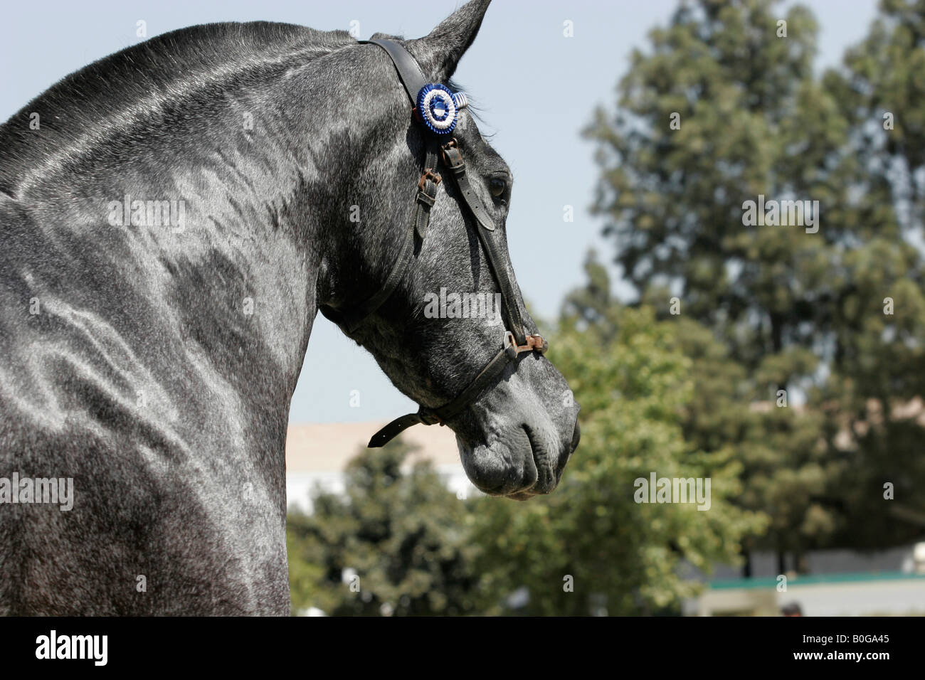 Purebred Andalusian horse Stock Photo - Alamy