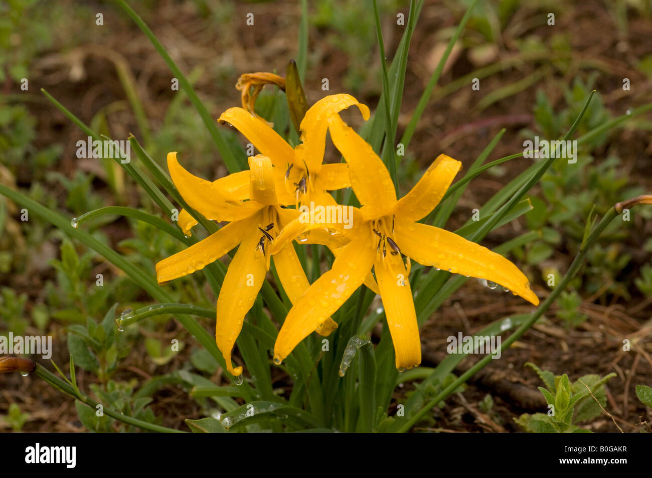Hemerocallis fulva hi-res stock photography and images - Alamy