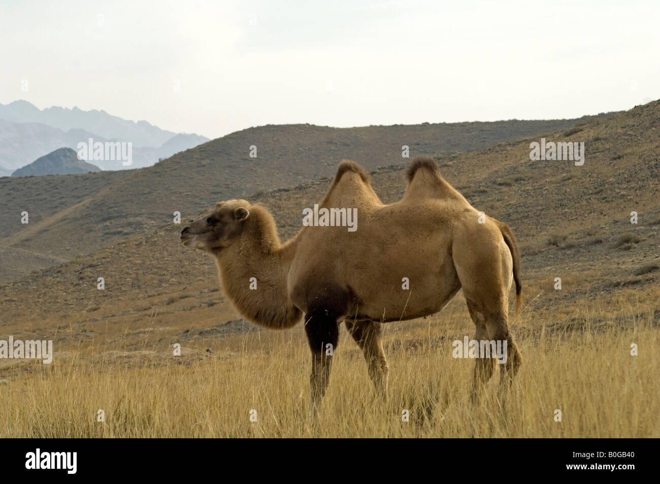 How the camel got its hump High Resolution Stock Photography and Images ...