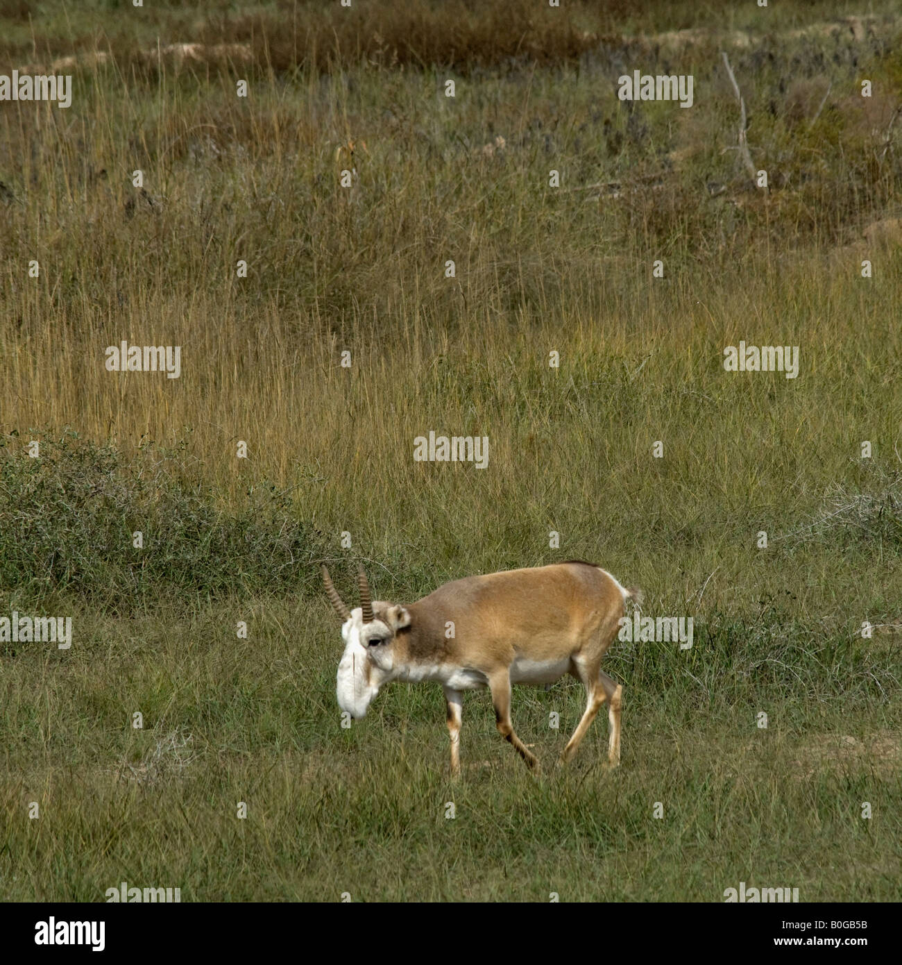 Saiga Antelope Nose