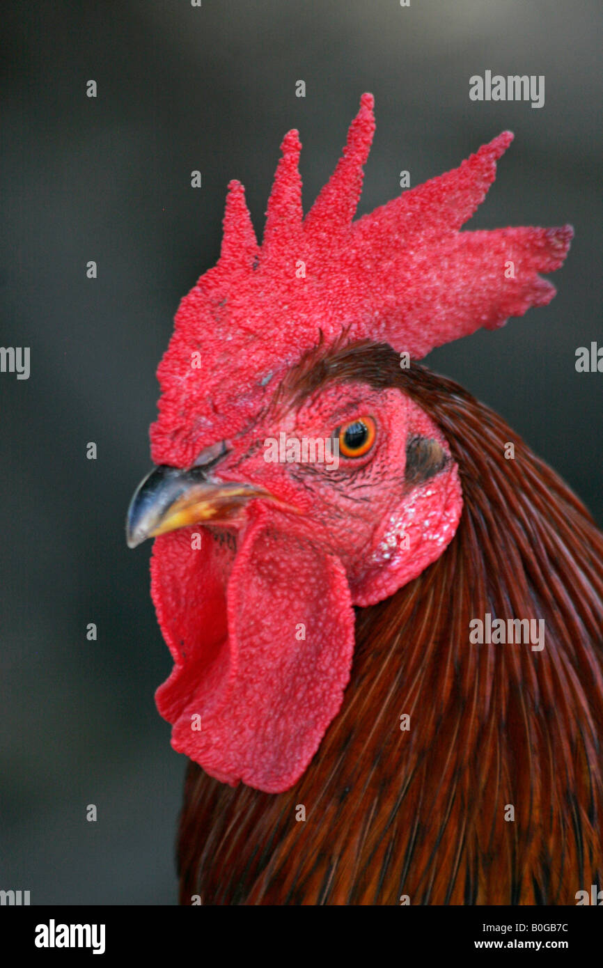 Key West rooster Stock Photo - Alamy