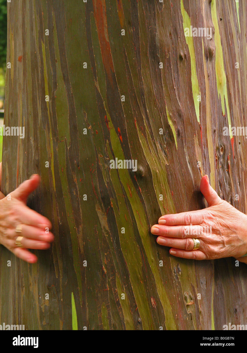 Tree hugger hands Stock Photo - Alamy