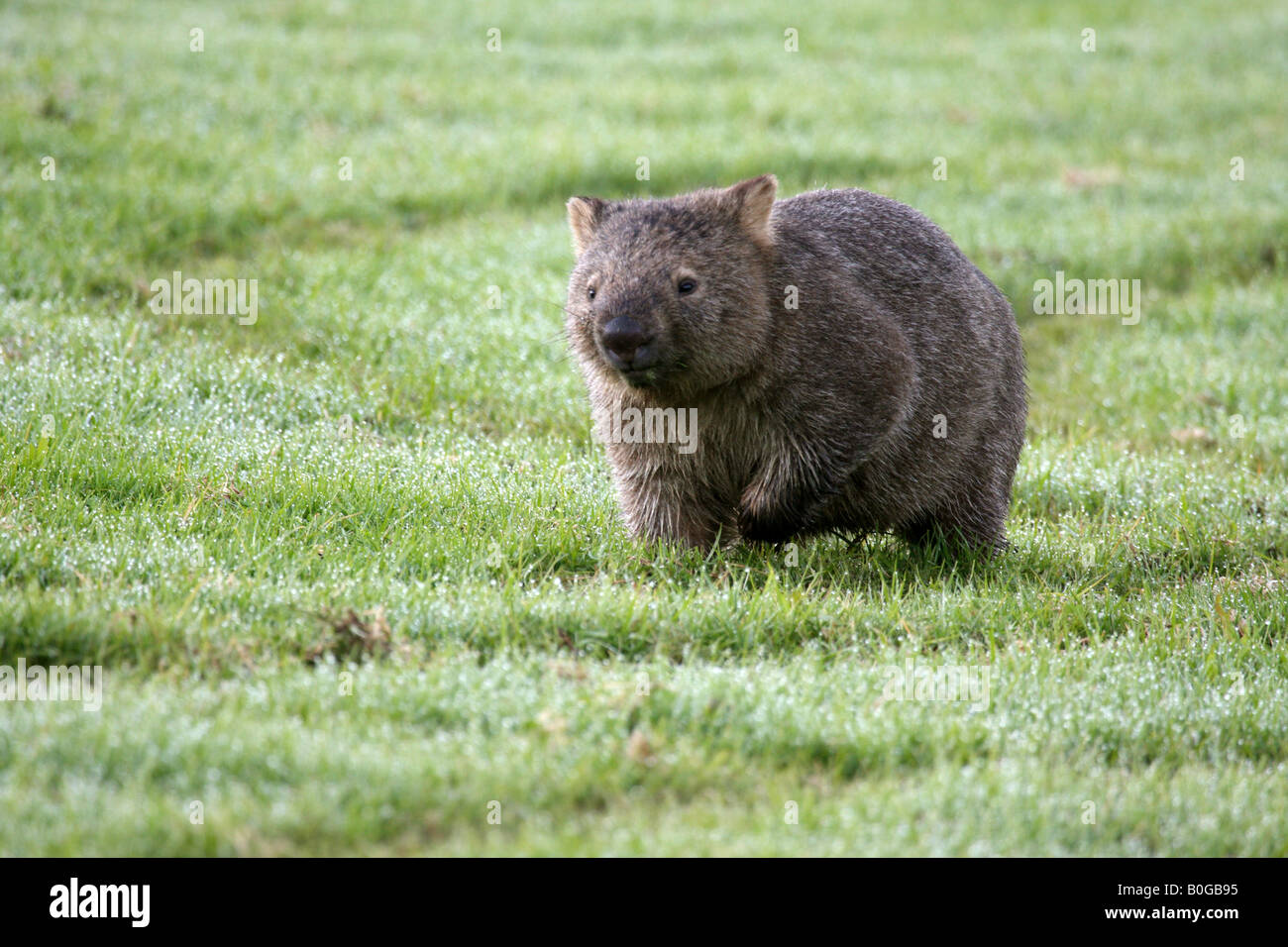 Common wombat, vombatus ursinus, single adult walking across a field ...