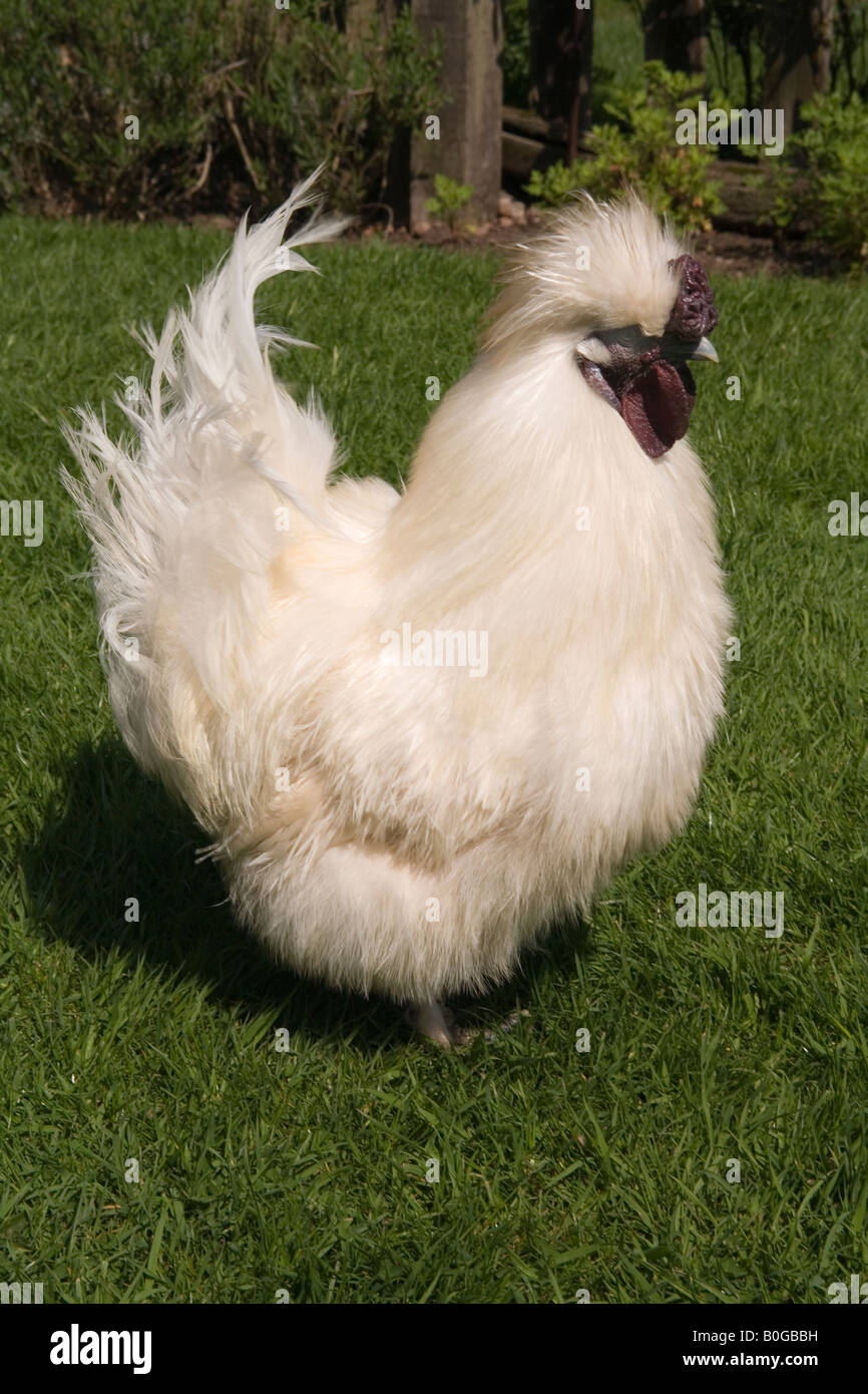 White cockerel hi-res stock photography and images - Alamy