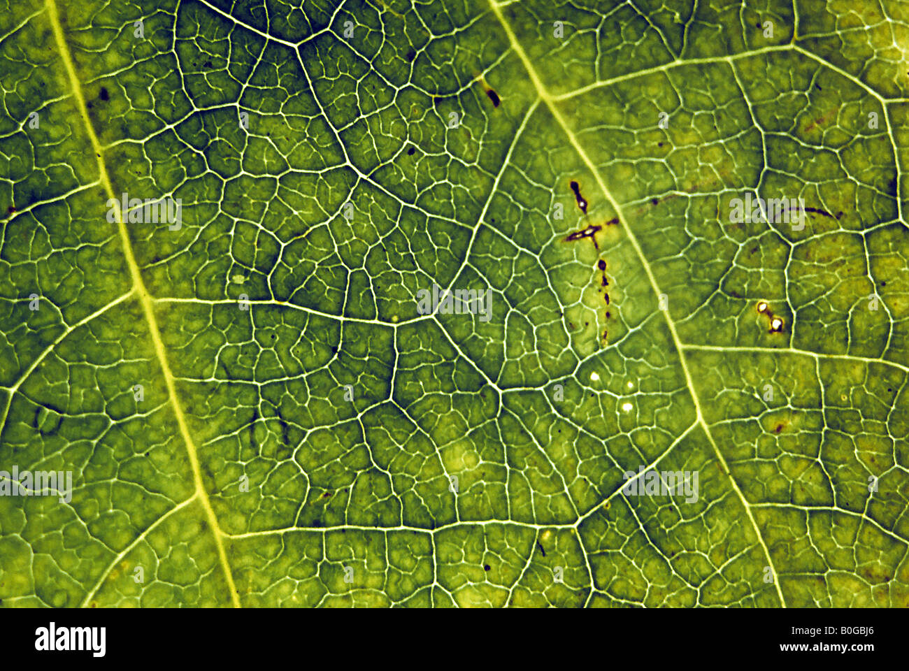 Leaf Vein Structure Stock Photo - Alamy