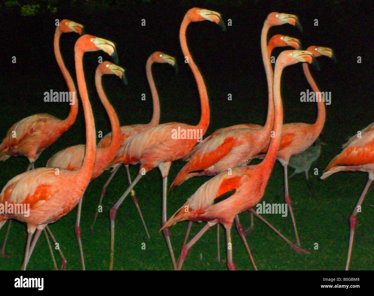 Busch gardens flamingo hi-res stock photography and images - Alamy