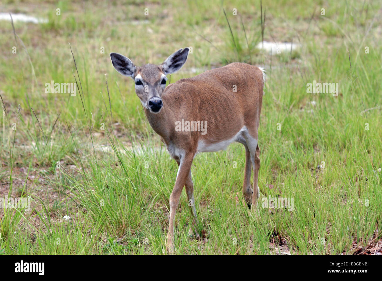 Key deer front Stock Photo - Alamy