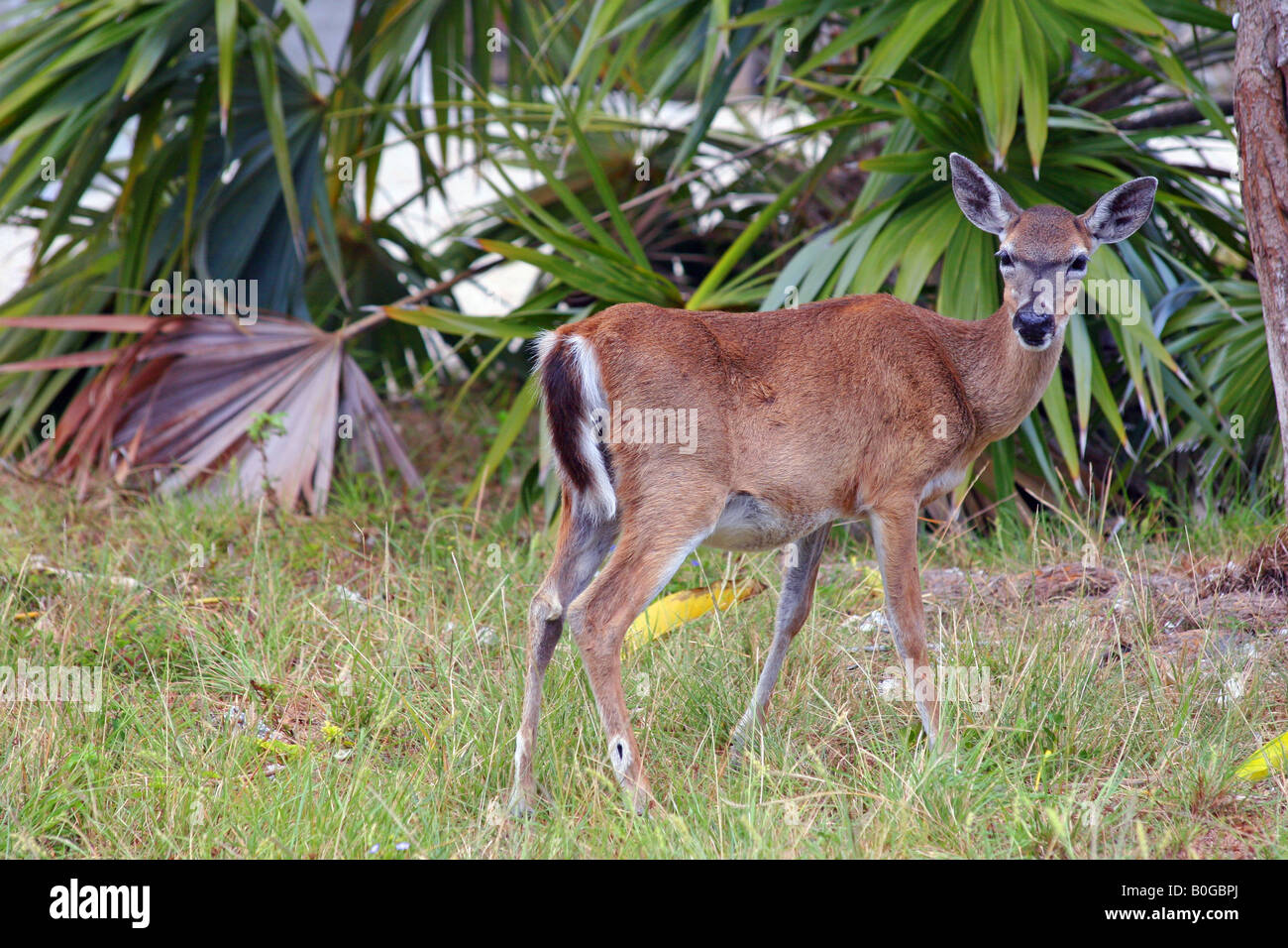 Key Deer Sign High Resolution Stock Photography and Images - Alamy