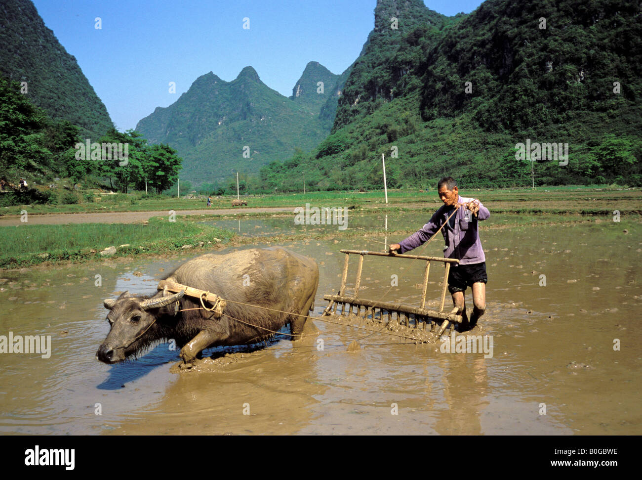 oxen china waterbuffalo Stock Photo - Alamy