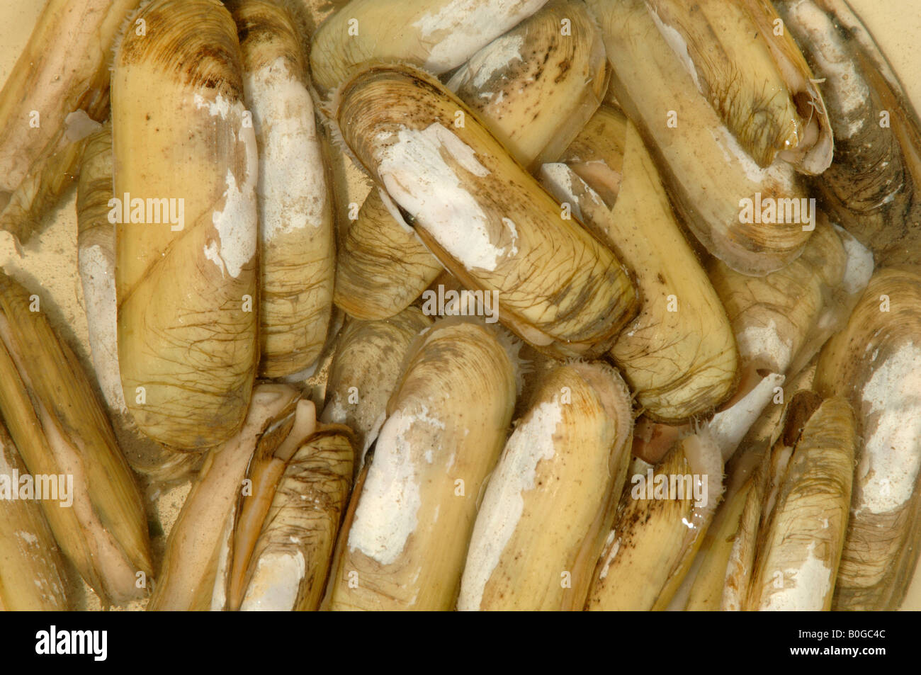 Live or cooked shellfish hi-res stock photography and images - Alamy