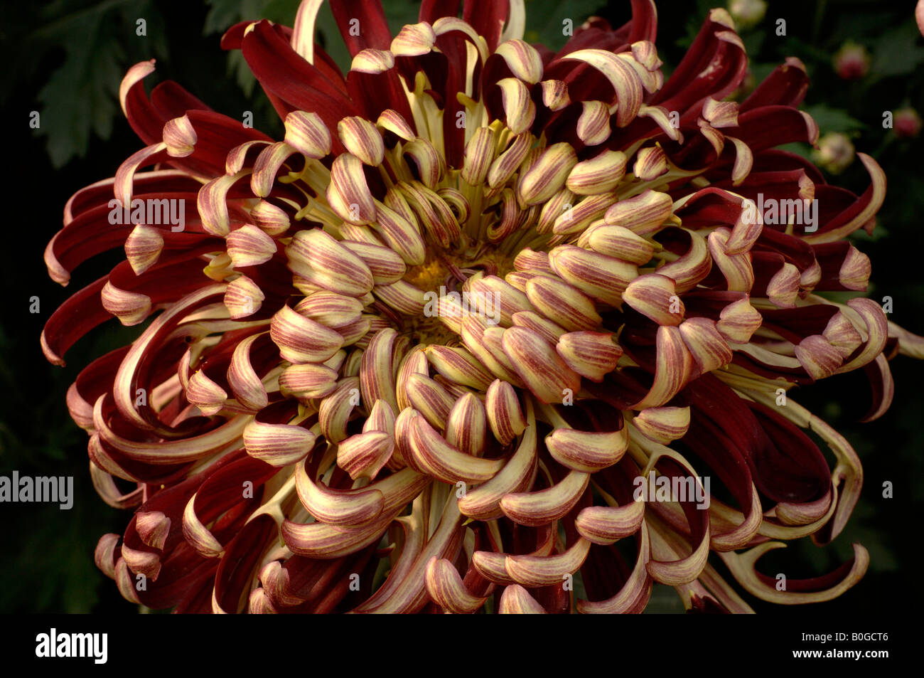 Chrysanthemum at flower show in Botanical Garden Urumqi China Stock ...