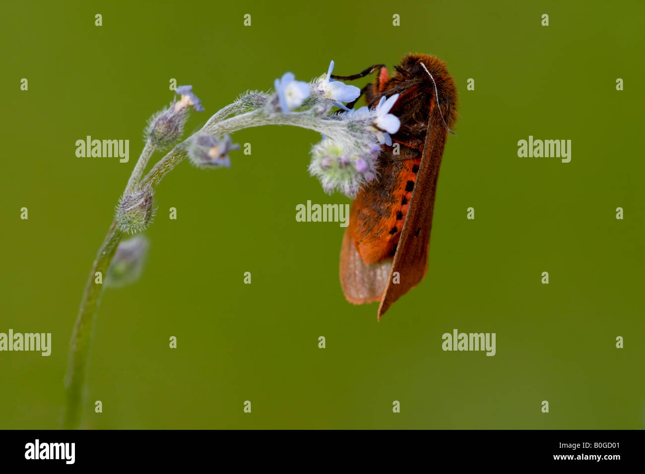 Ruby Tiger (Phragmatobia fuliginosa) on Forget-Me-Not flower Stock ...