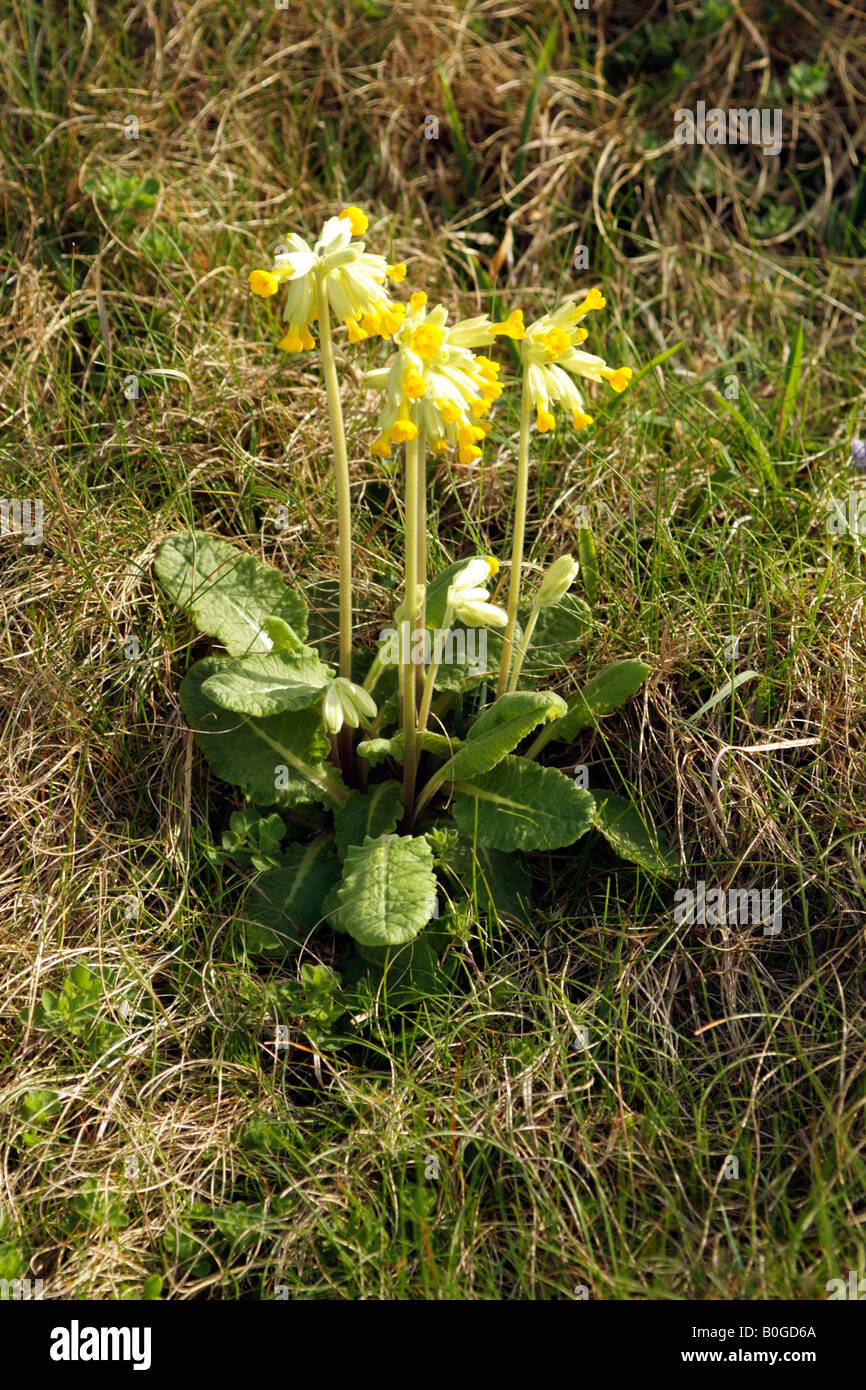 Growingcowslip hi-res stock photography and images - Alamy