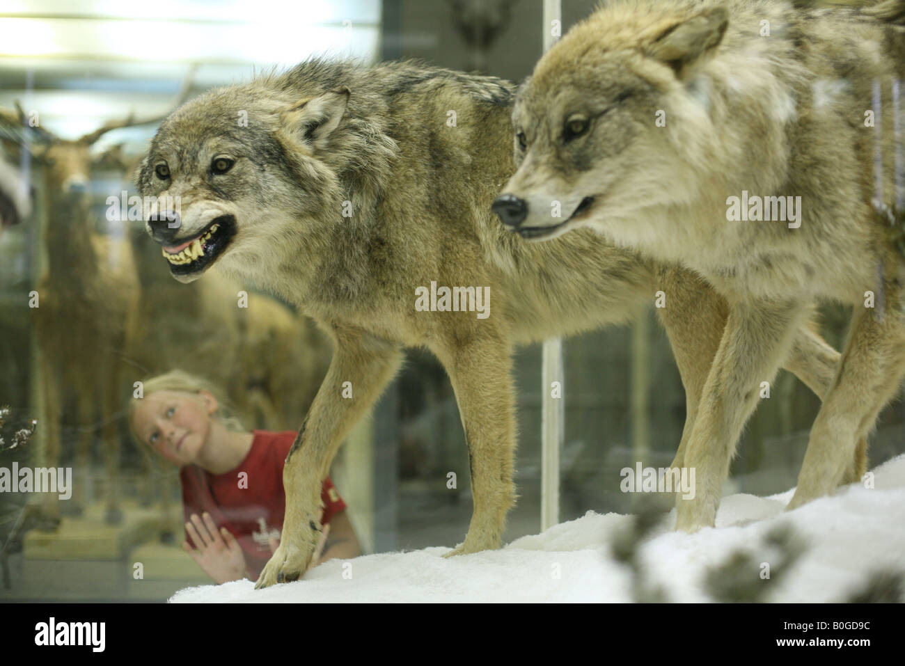 Russian wolf hi-res stock photography and images - Alamy