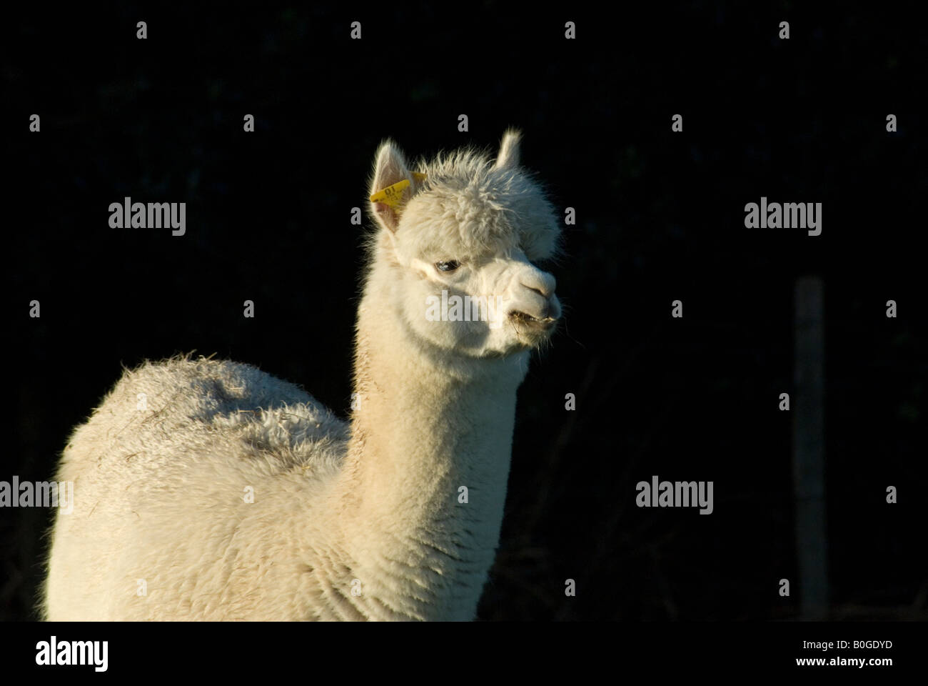 A male alpaca Vicugna pacos is a domesticated species of South American ...
