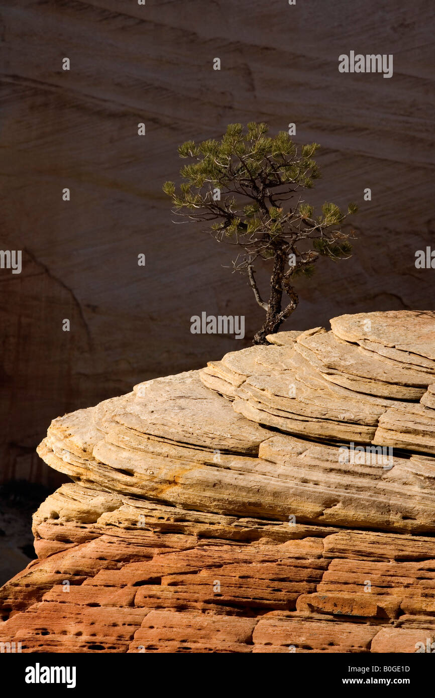 Ponderosa Pine (Pinus ponderosa) growing from rocks Zion National Park ...