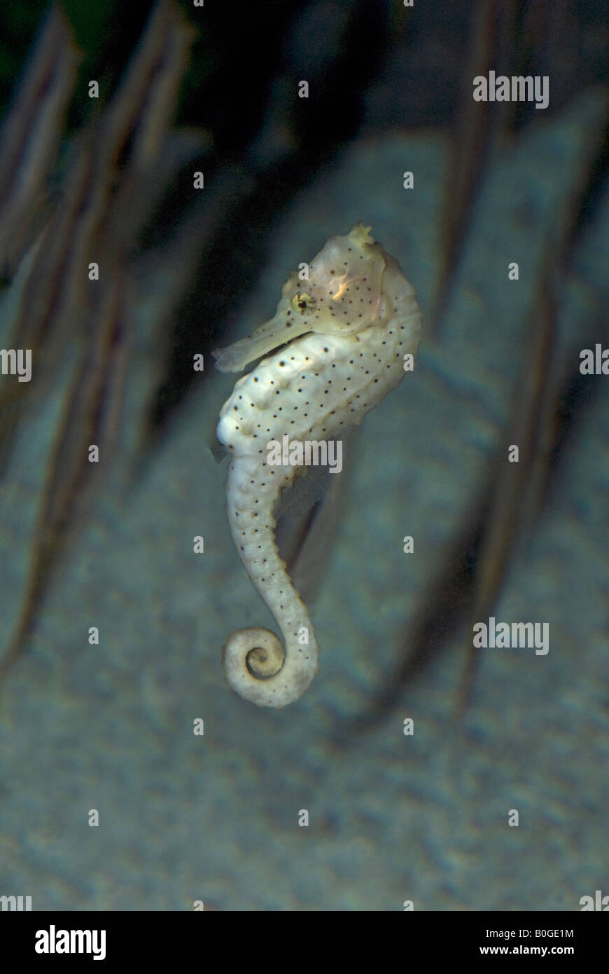 Brood pouch hi-res stock photography and images - Alamy