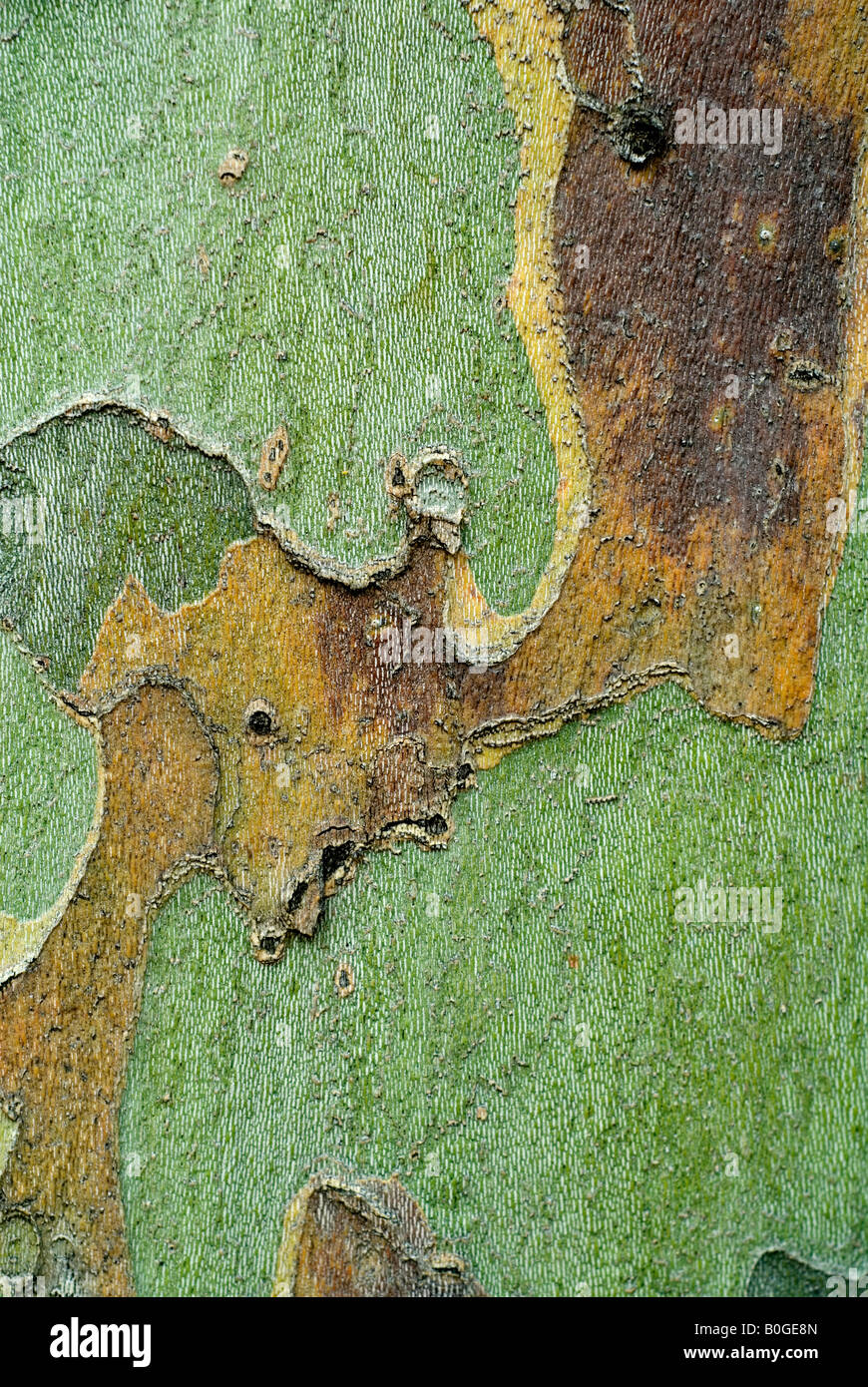 Close up of sycamore tree bark, Paris, France Stock Photo - Alamy