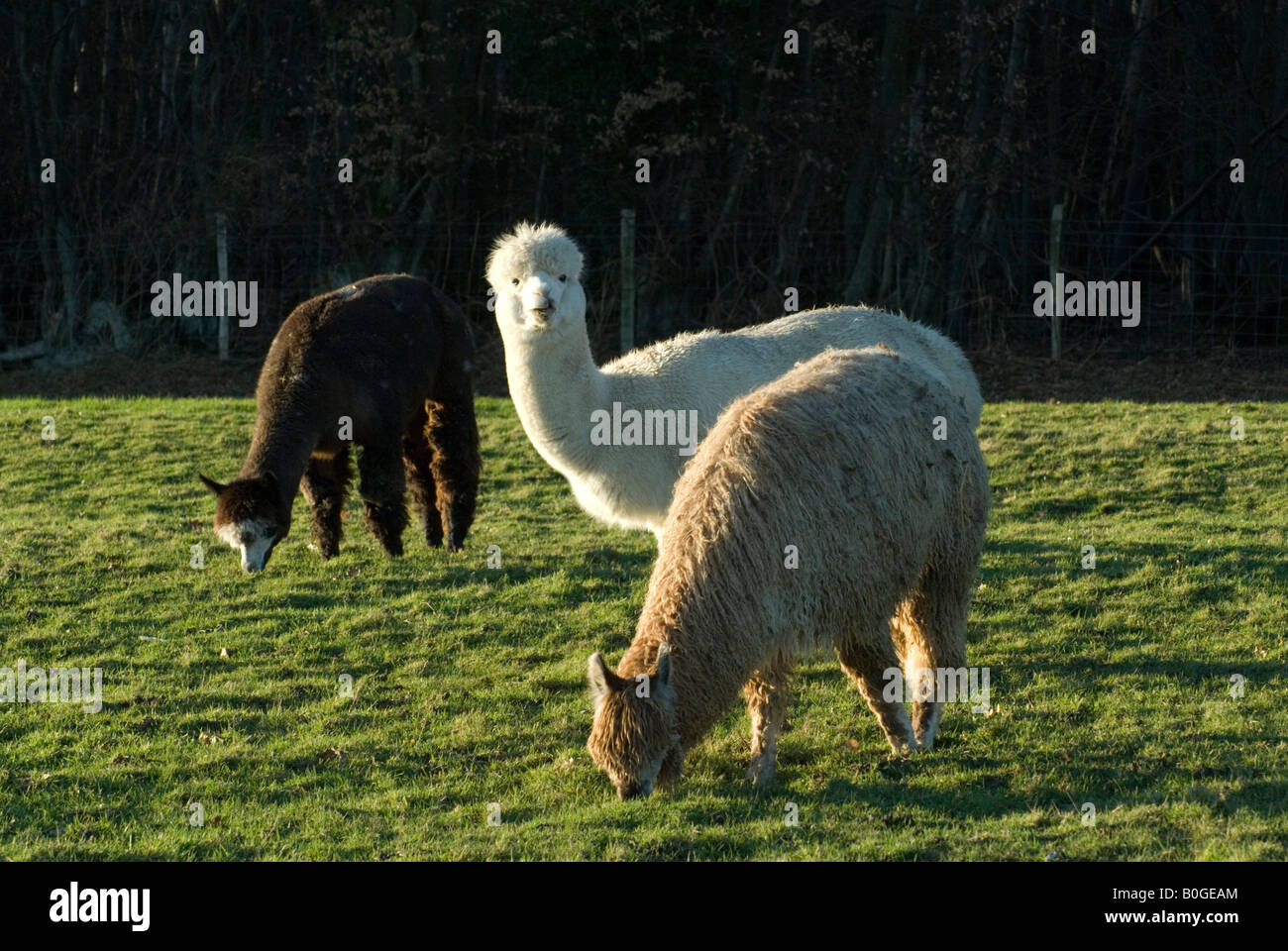 Three male alpacas Vicugna pacos is a domesticated species of South ...