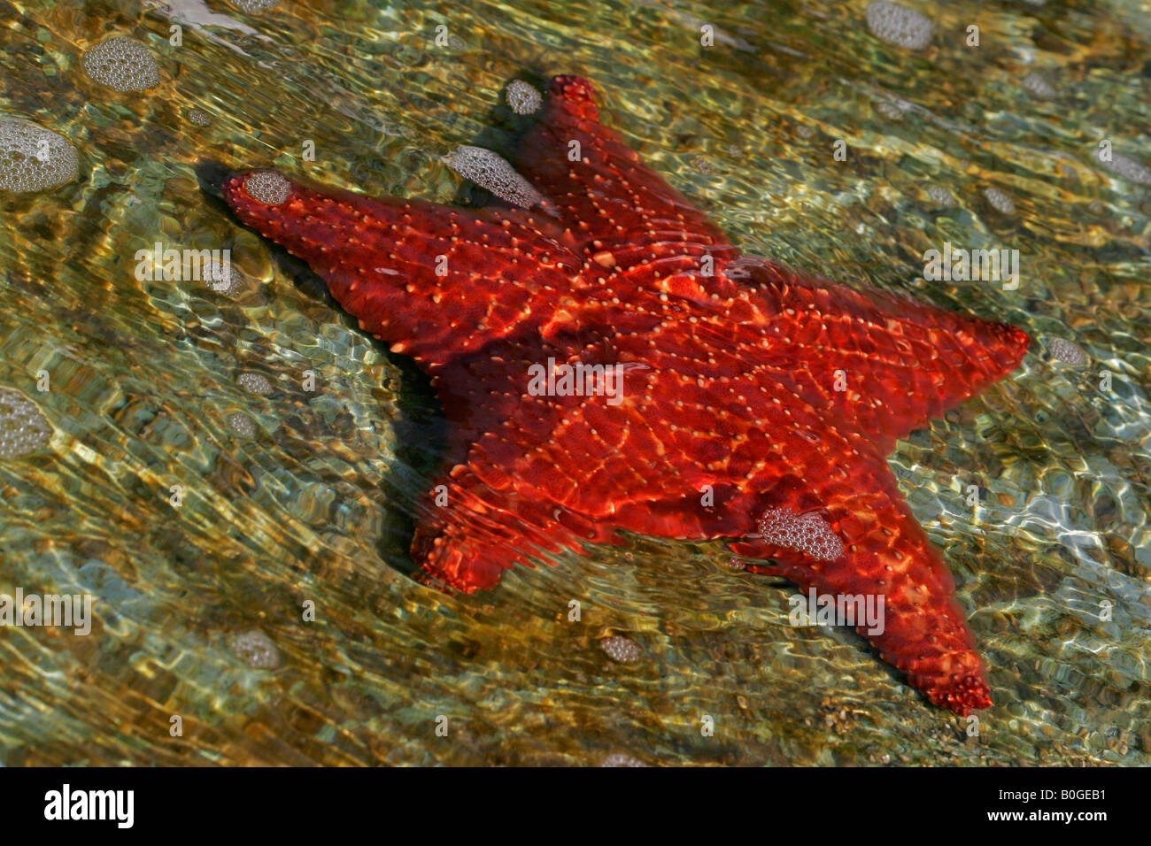Key West starfish Stock Photo - Alamy
