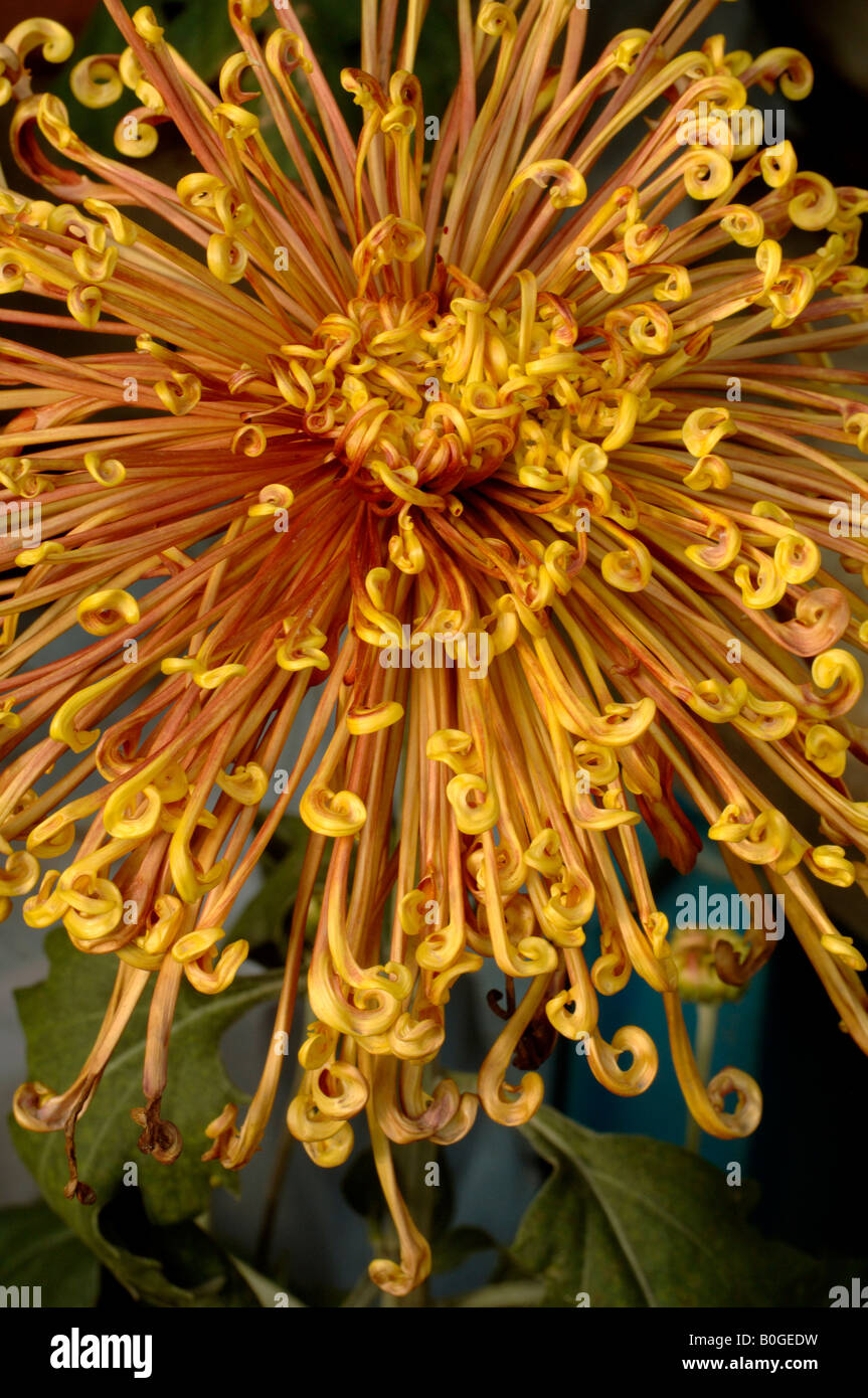 Spider Chrysanthemum at flower show in Botanical Garden Urumqi China ...