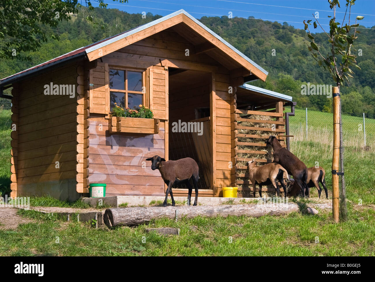 Young brown German goats eating hay Erzgebirgsziege Stock Photo - Alamy