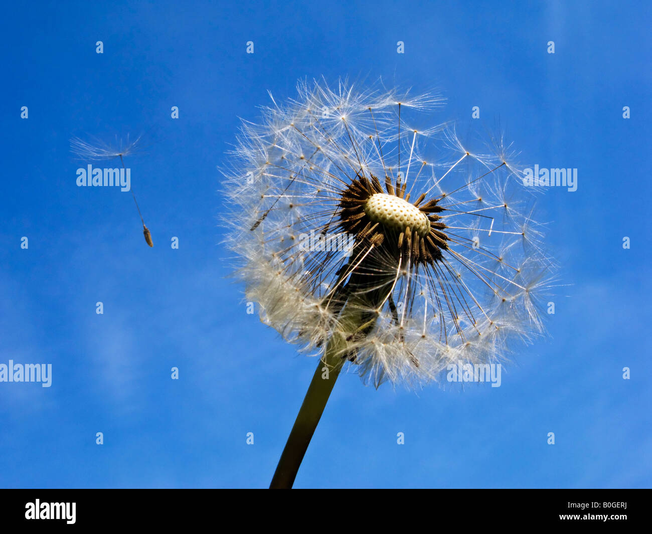 Dandelion seed hi-res stock photography and images - Alamy