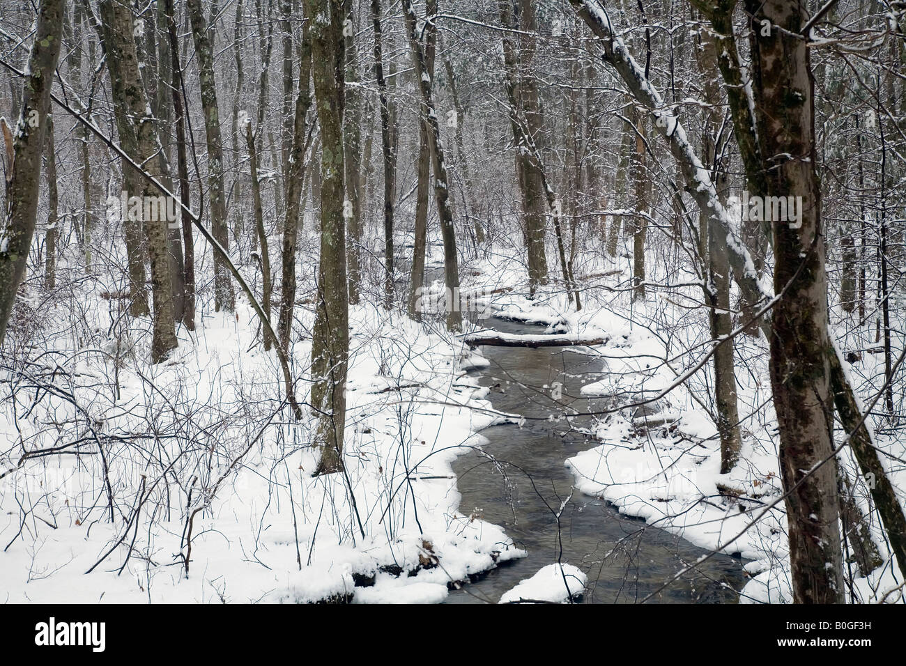 Winding new forest stream hi-res stock photography and images - Alamy