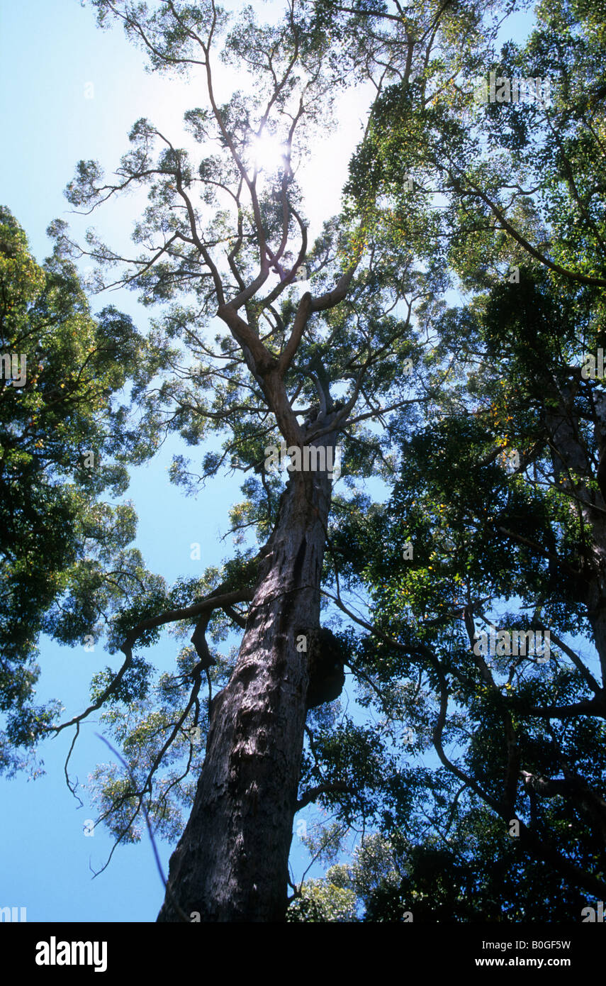 Karri tree in the Walpole Nornalup National Park, near Denmark, Western ...