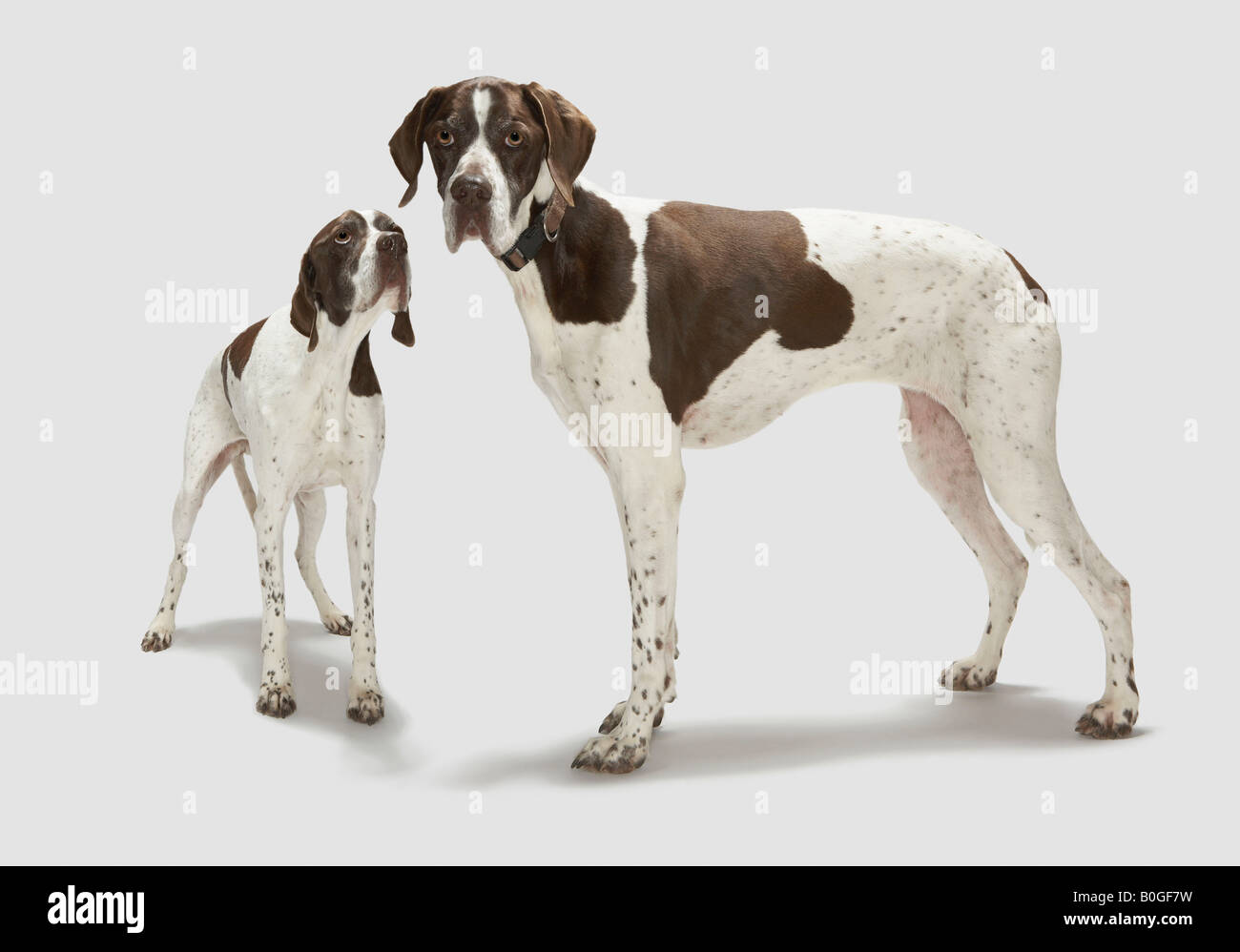 Portrait of two dogs Stock Photo - Alamy