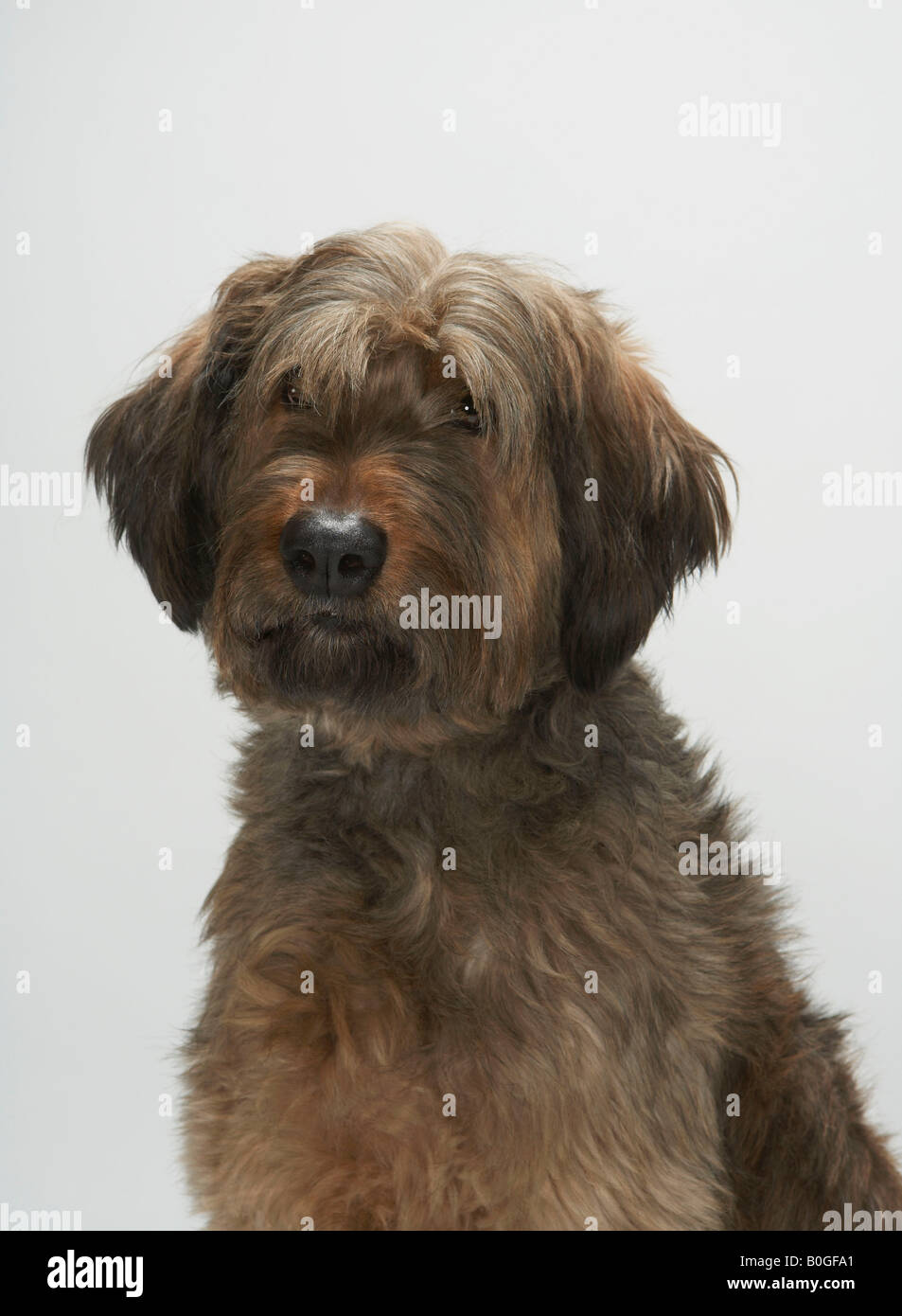 Portrait of Briard dog Stock Photo - Alamy