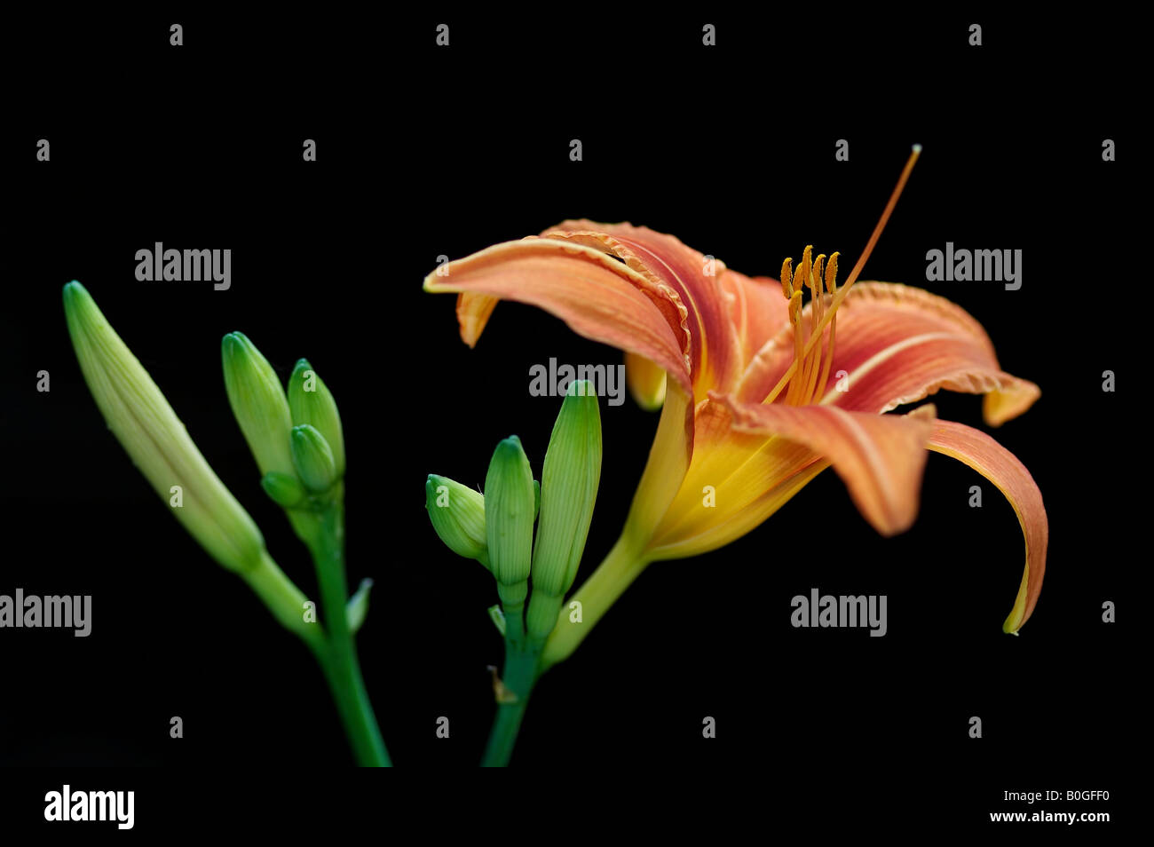 Anther flower detail hi-res stock photography and images - Alamy