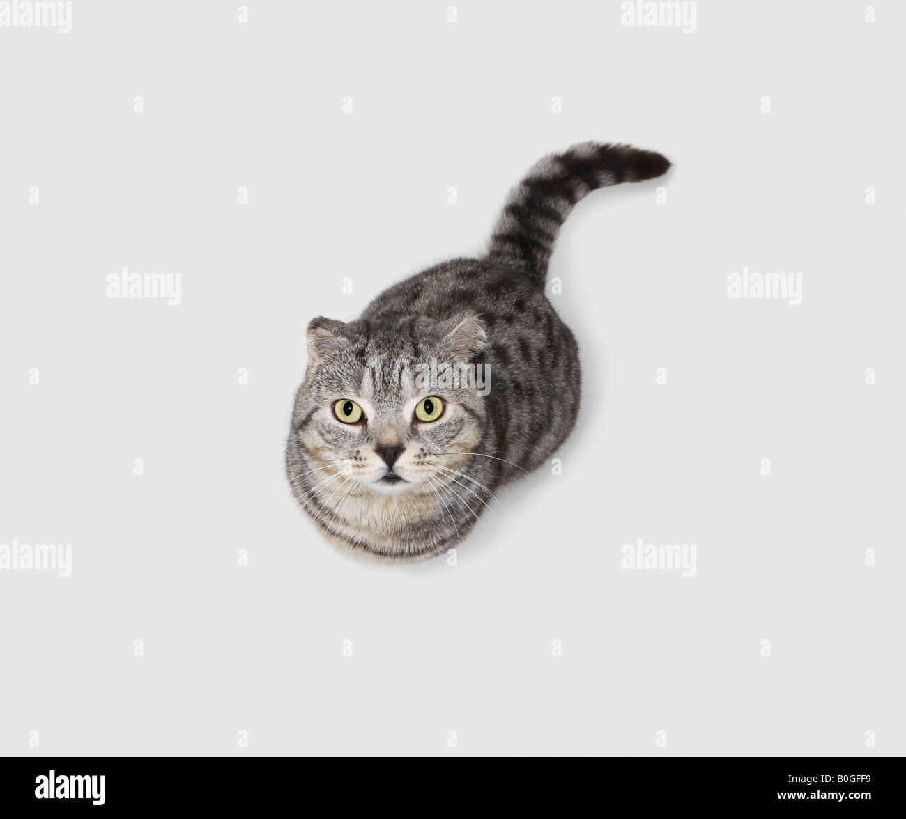 Cat looking up cut out hi-res stock photography and images - Alamy
