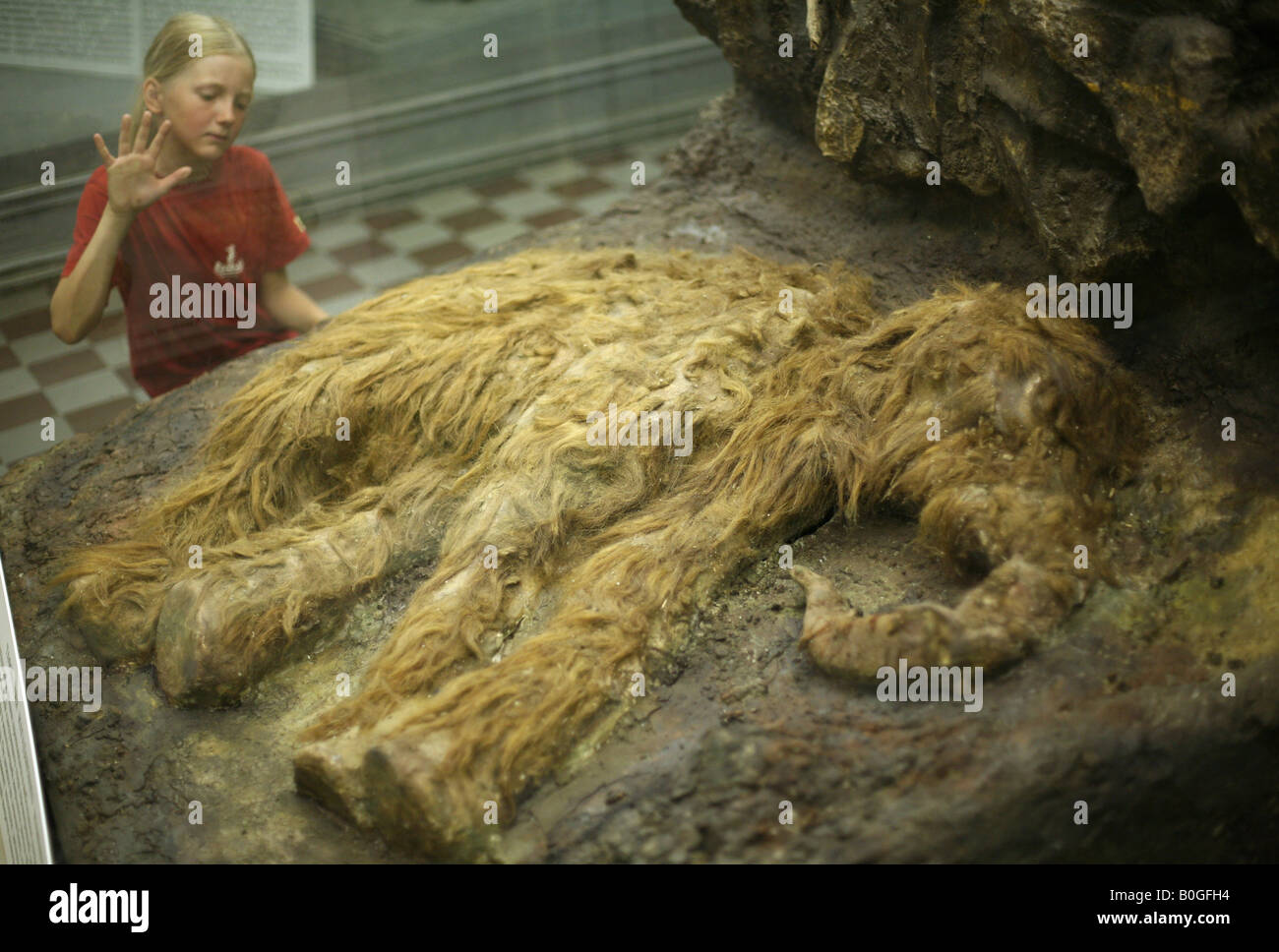 Young visitor examining a stuffed baby mammoth Dima in Zoological ...