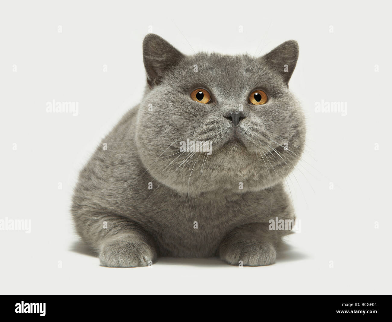 Large feline hi-res stock photography and images - Alamy