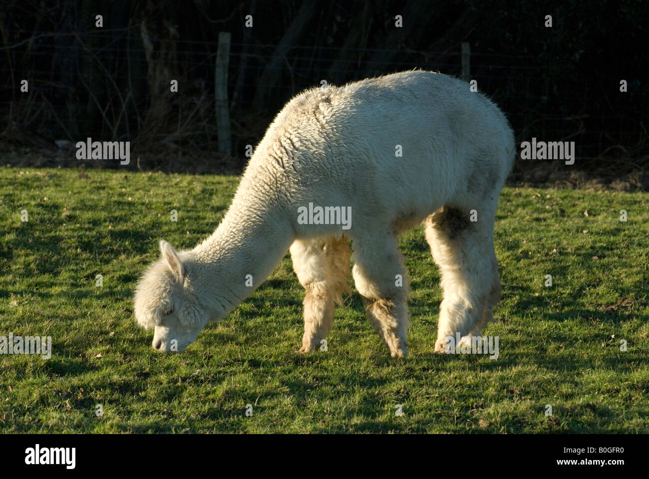 A male alpaca Vicugna pacos is a domesticated species of South American ...