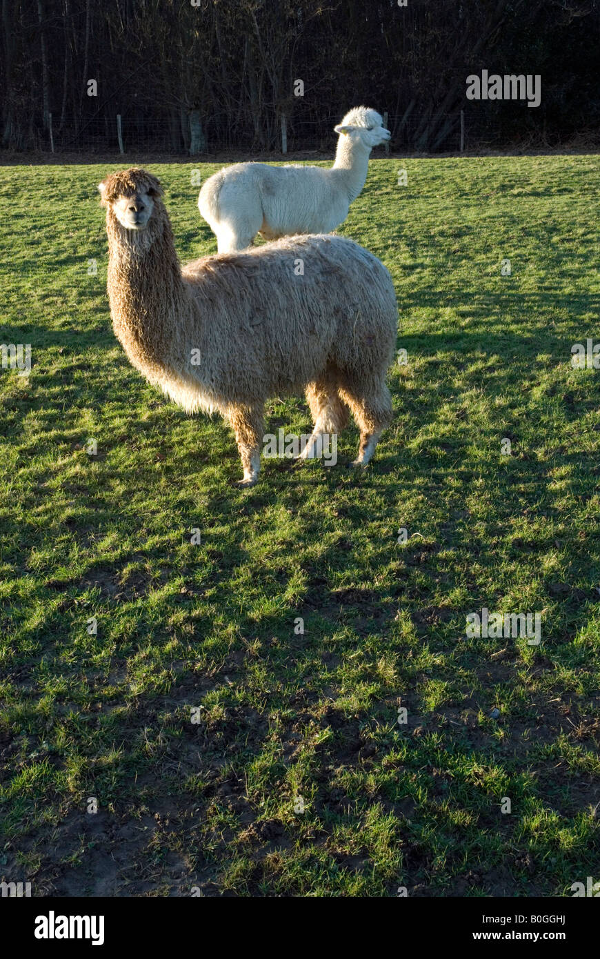 Two male alpacas Vicugna pacos is a domesticated species of South ...
