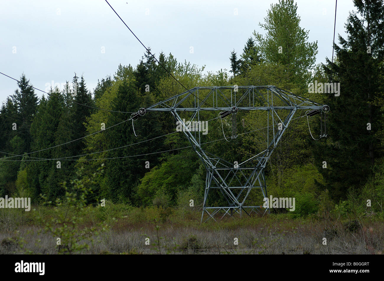 Short power line in marsh Stock Photo - Alamy
