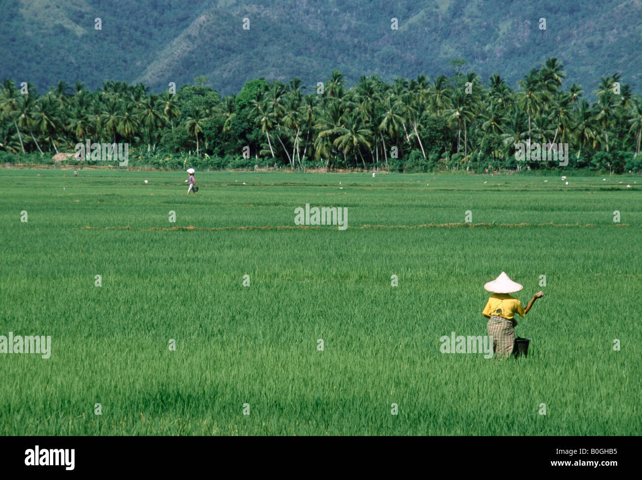 Workers in a rice paddy field, Indonesia Stock Photo - Alamy