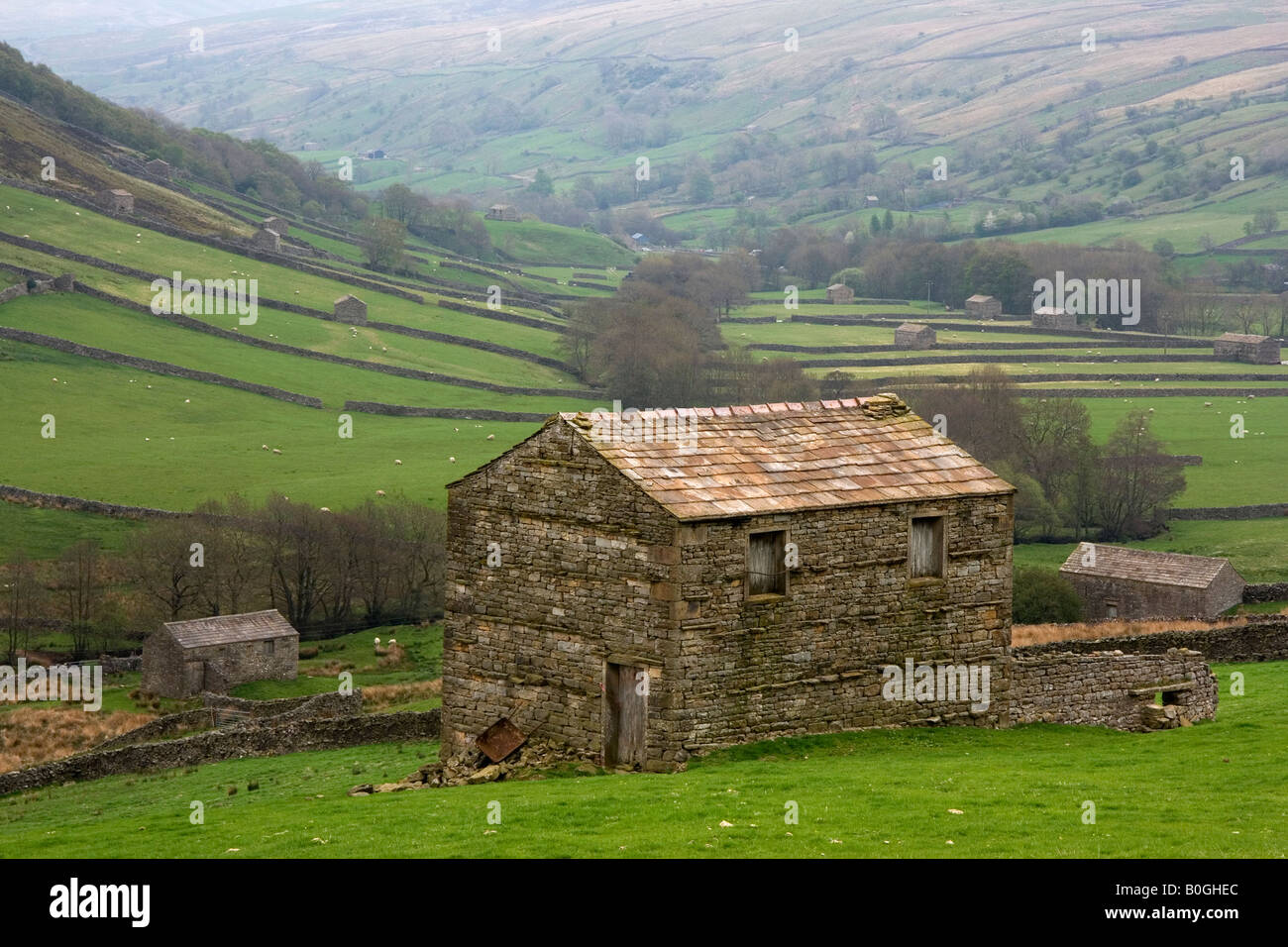 The distinctive and famous barns of Swaledale repeat into the distance ...