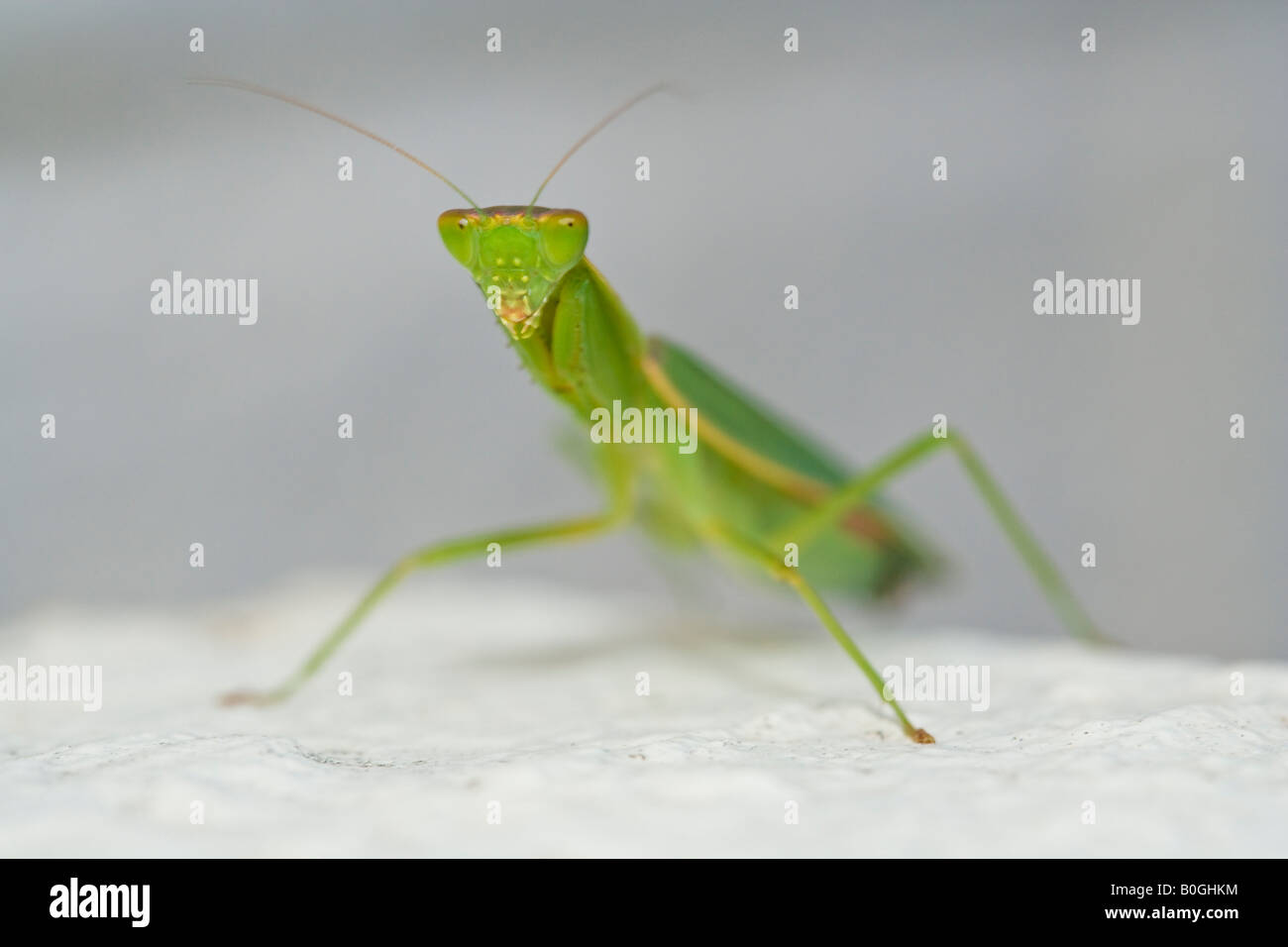 A close up of the weird looking Praying Mantis Stock Photo - Alamy