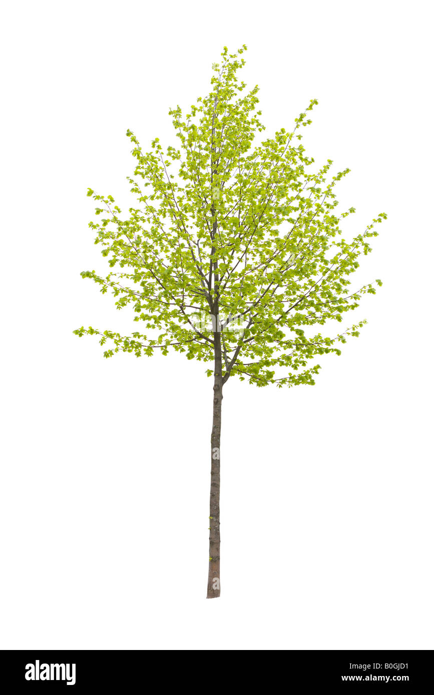 Young tree over white background Stock Photo - Alamy