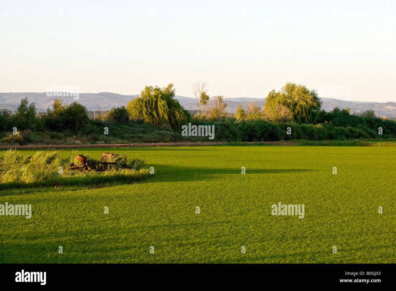 California rice field hi-res stock photography and images - Alamy