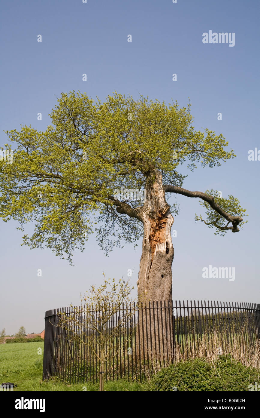England Shropshire Boscobel House Royal Oak Stock Photo - Alamy