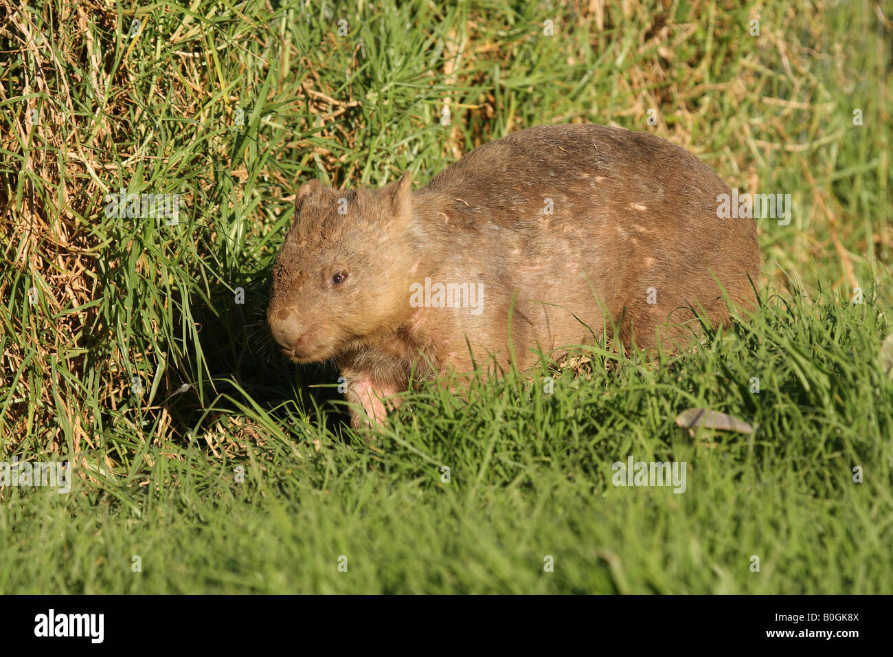 Common wombat burrow hi-res stock photography and images - Alamy